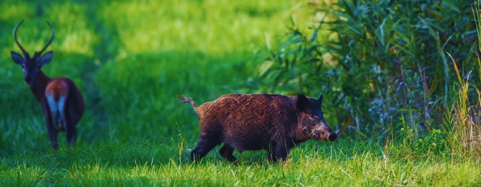 Loulé esclarece sobre manipulação e comercialização de carne de caça ...